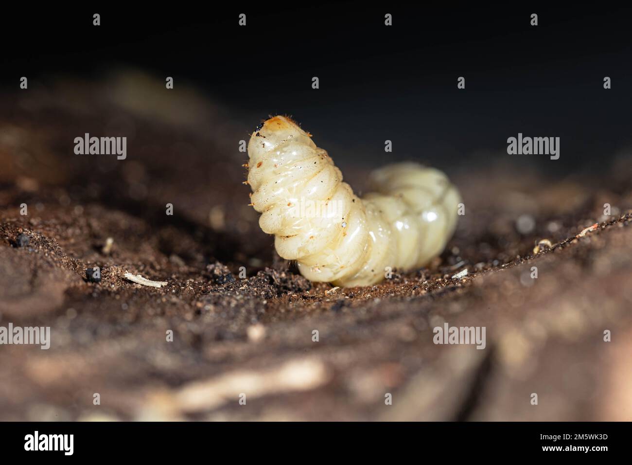 Vivid insect texture hi-res stock photography and images - Alamy
