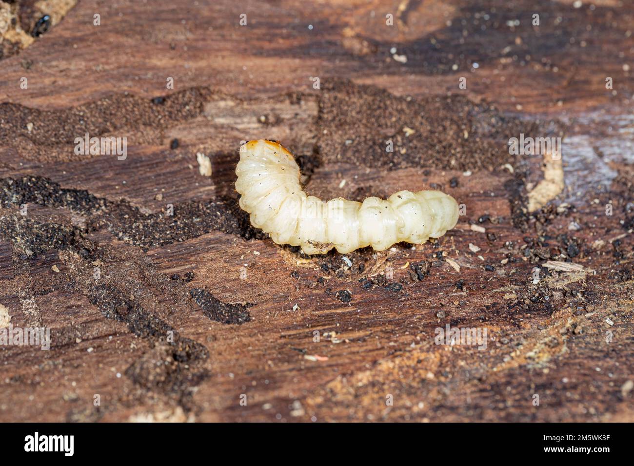 Insect life up close: beetle larva making its way through decayed wood ...