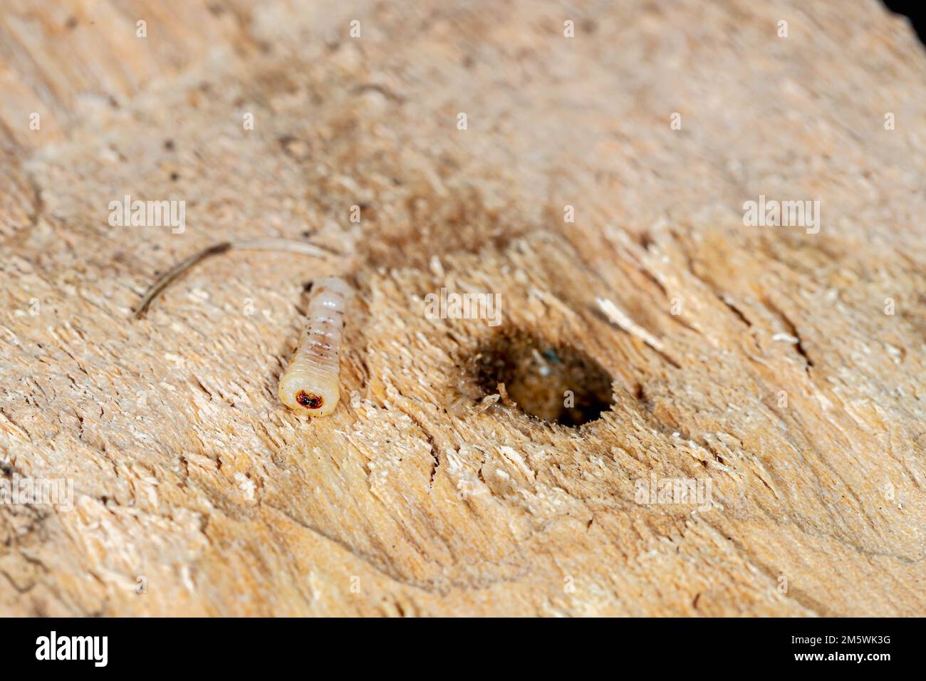 Beetle larva macro shot: burrowed in the heartwood of a walnut tree. A ...