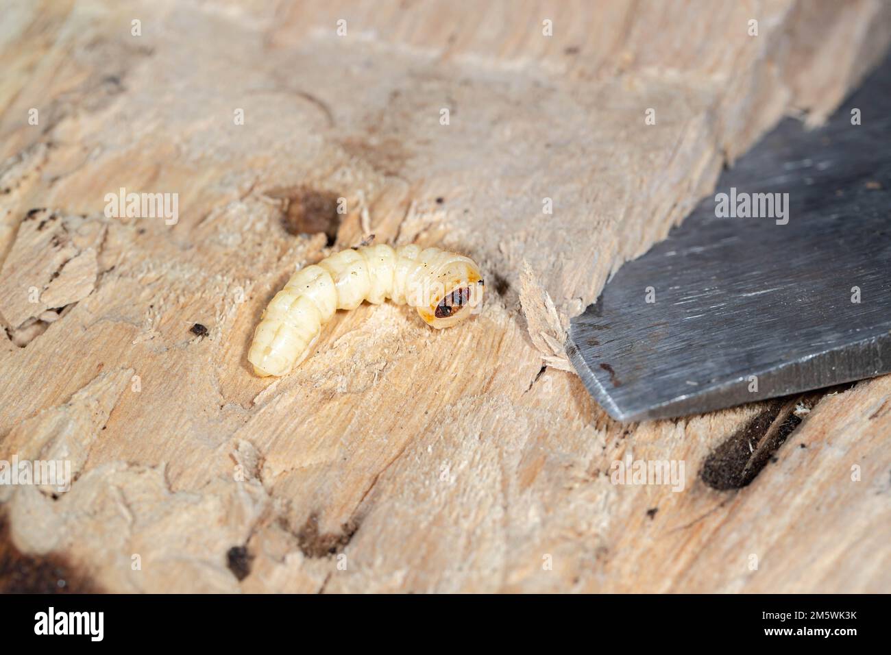 Insect like invertebrate hi-res stock photography and images - Alamy