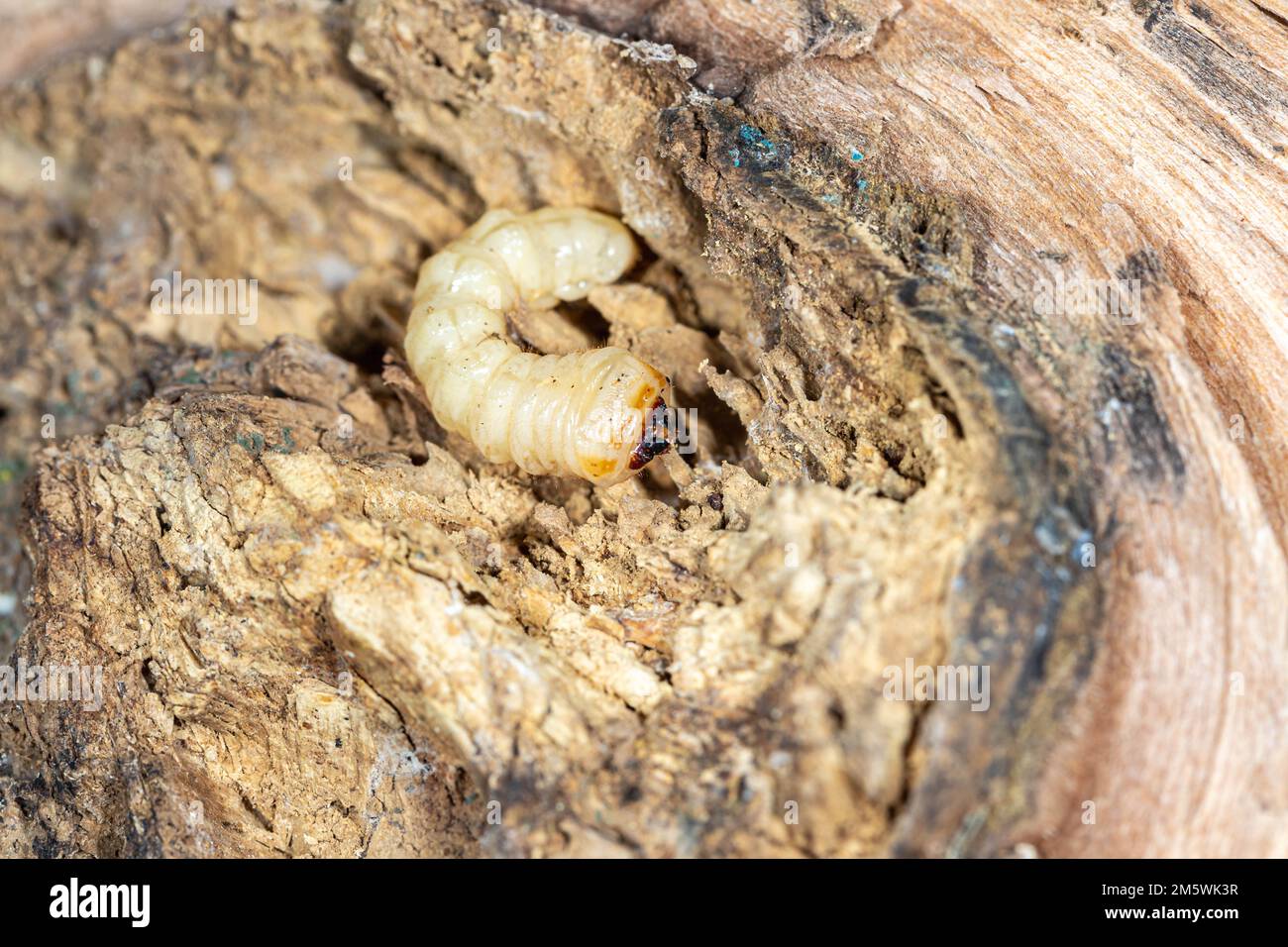 Decaying wood texture hi-res stock photography and images - Alamy