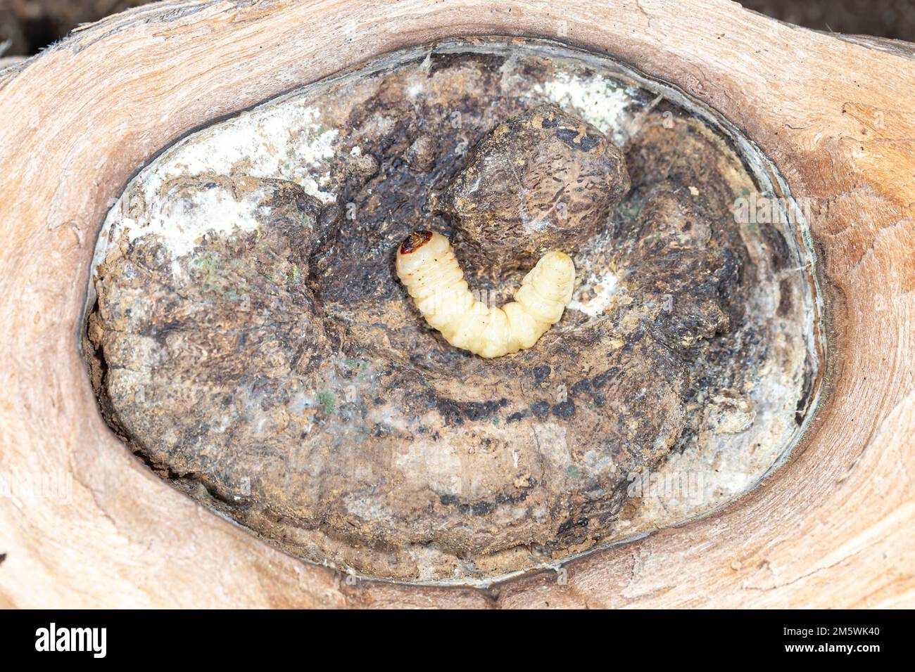 Insect detail: Beetle larva in a tunnel within dead wood. Pest organism ...