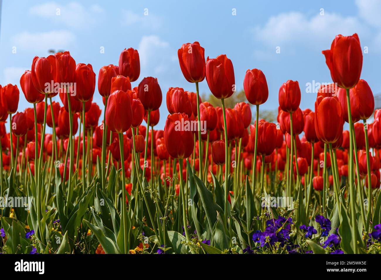 Wide flower field hi-res stock photography and images - Alamy
