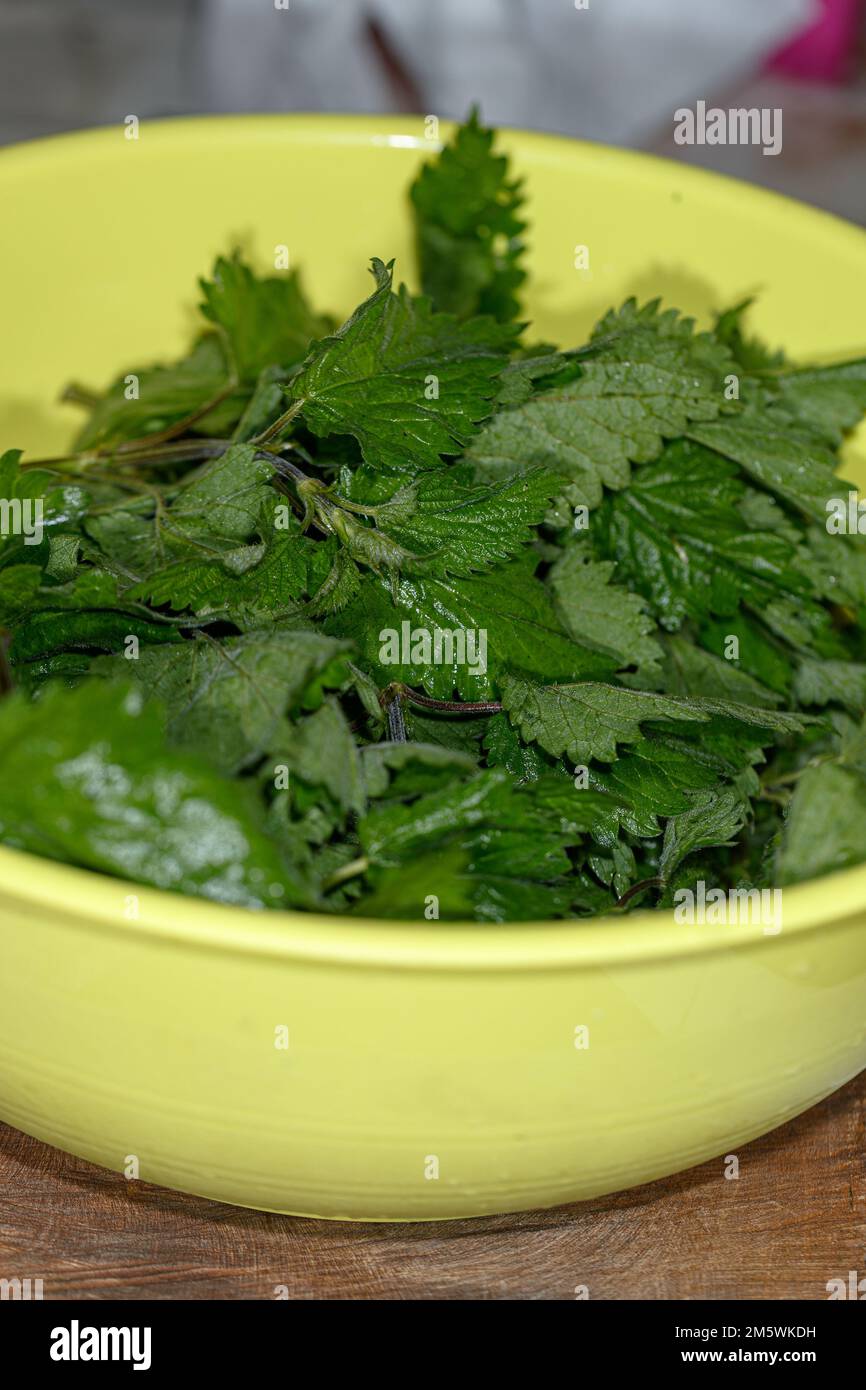 Healthy wild edible: Fresh nettle leaves in a bowl. Prepared for ...