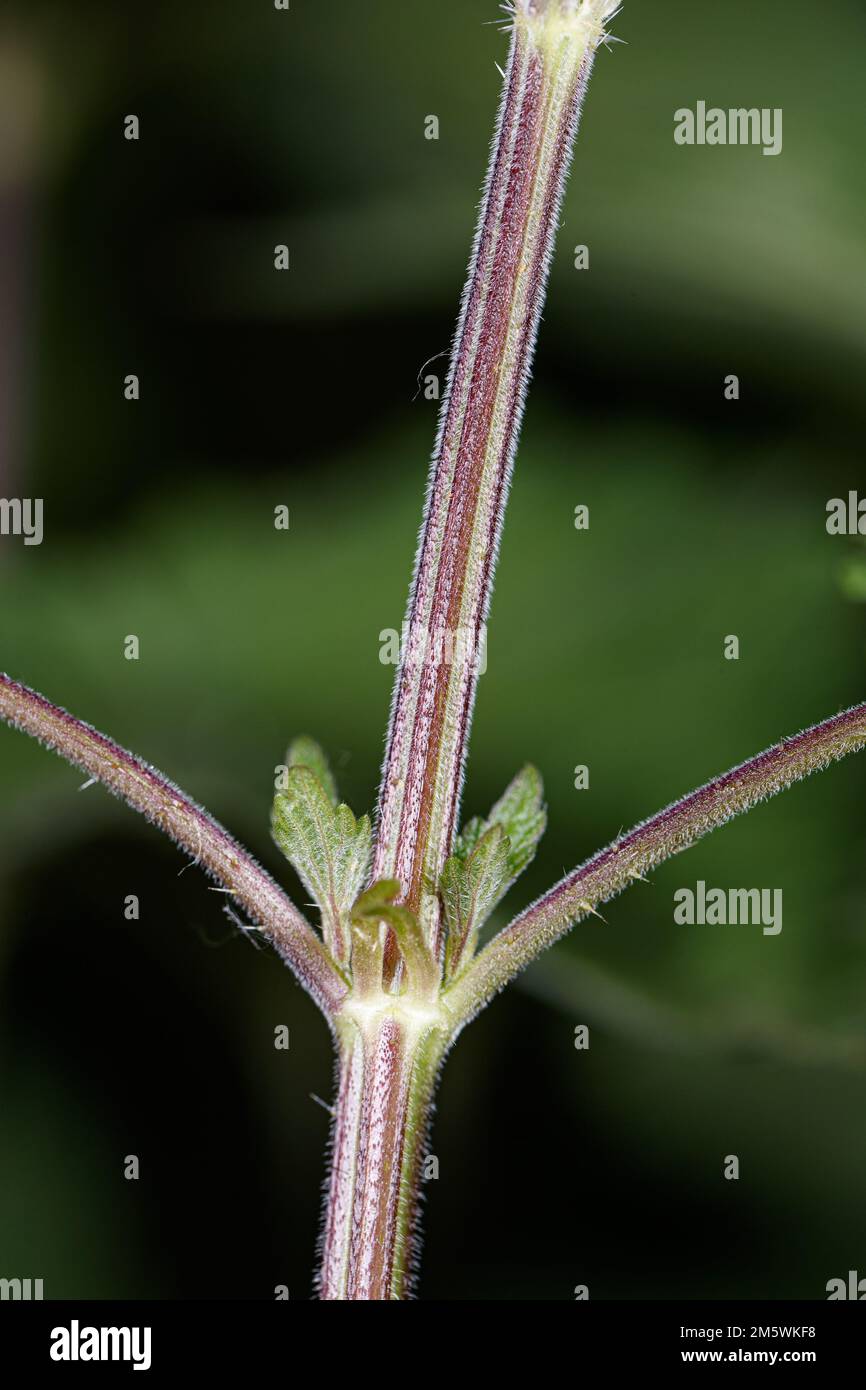 Close-up detail of stinging nettle plant stem. Showing texture, hairs ...