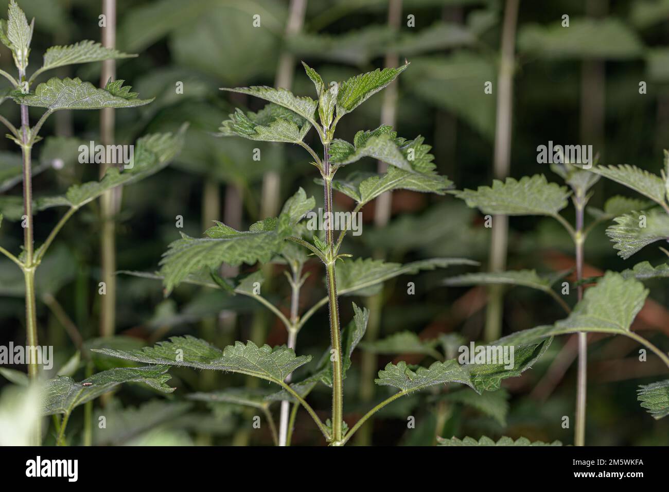 Wild nettle plants in natural environment (Urtica dioica). Showing ...