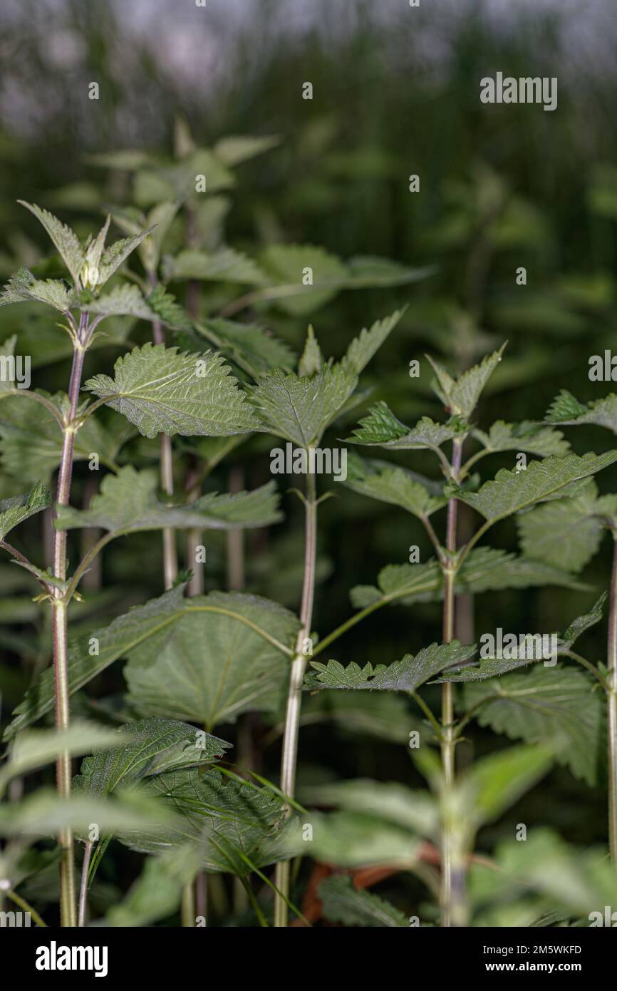 Group stinging nettle plants hi-res stock photography and images - Alamy
