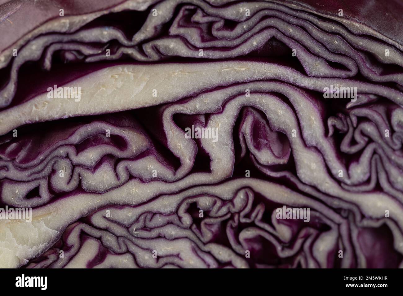 Vibrant purple cabbage detail. Macro view of the natural pattern and ...