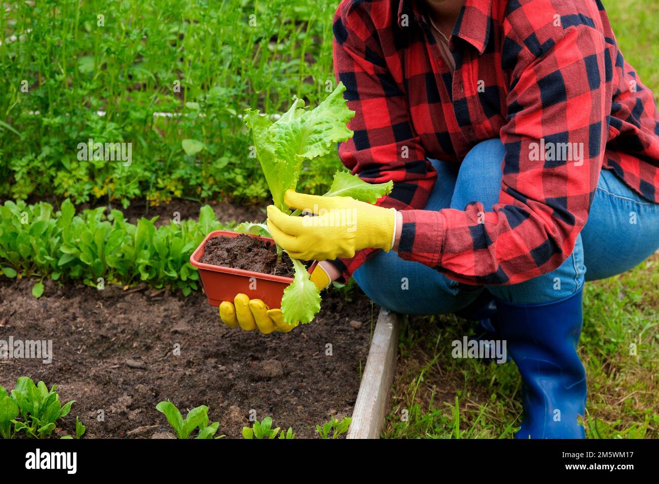 Farmer Harvesting Organic Salad Leaves in the the Greenhouse. Female ...