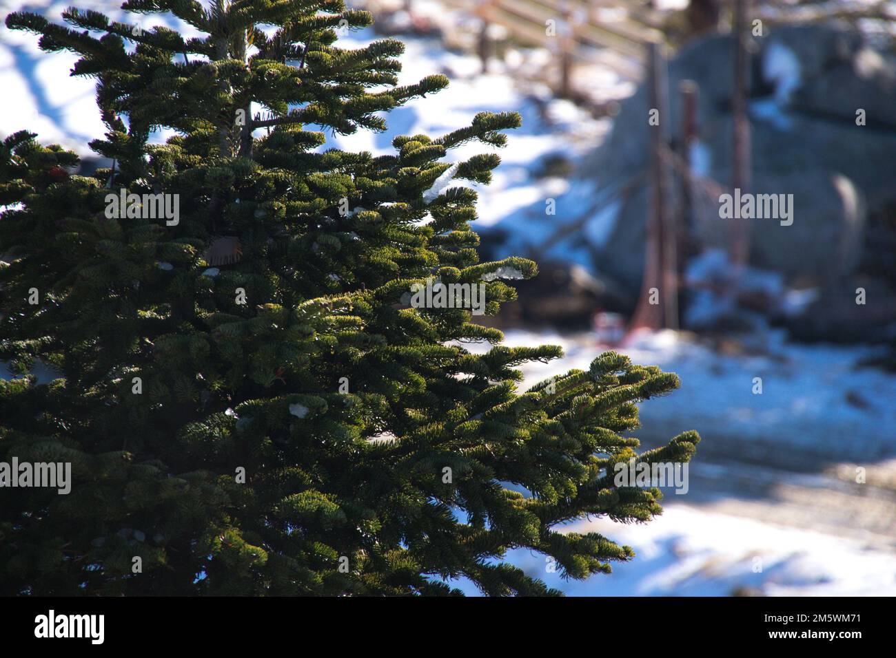 winter snow pine tree outdoor branch concept Stock Photo - Alamy