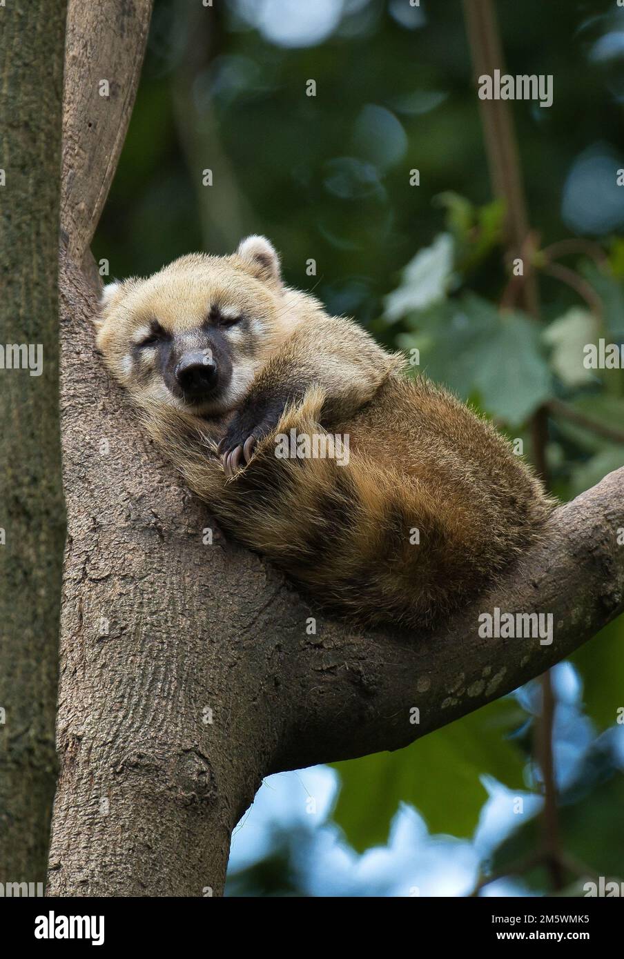 A vertical closeup of a cute Coati sleeping on the tree at the jungle ...