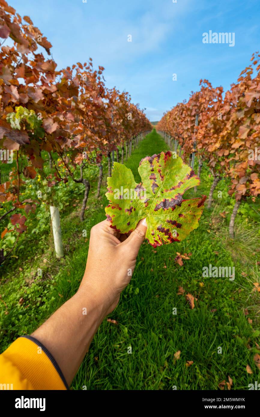 A person holding an autumn leaf against a scenic vineyard plantation ...