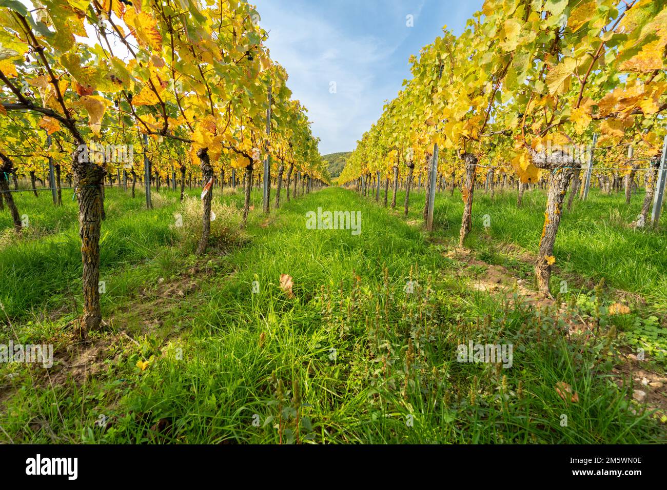A scenic vineyard plantation with autumn foliage in fall colors Stock ...