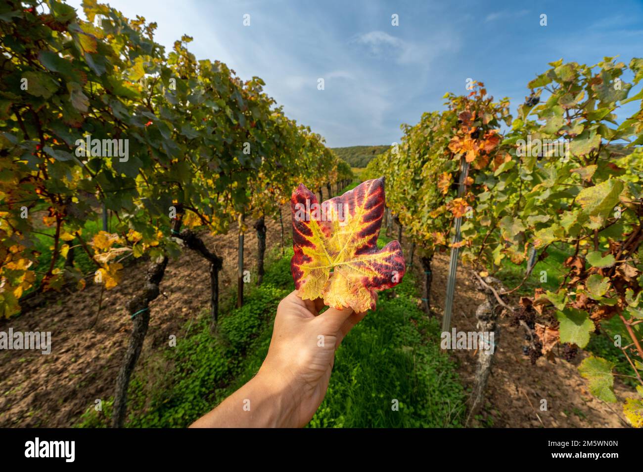 A person holding an autumn leaf against a scenic vineyard plantation ...
