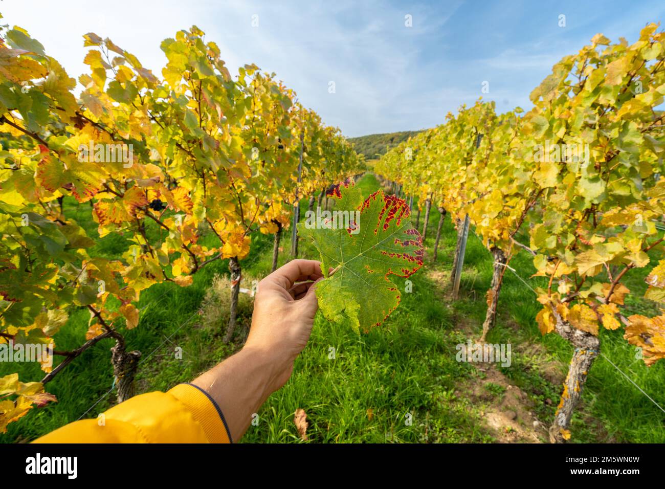 A person holding an autumn leaf against a scenic vineyard plantation ...