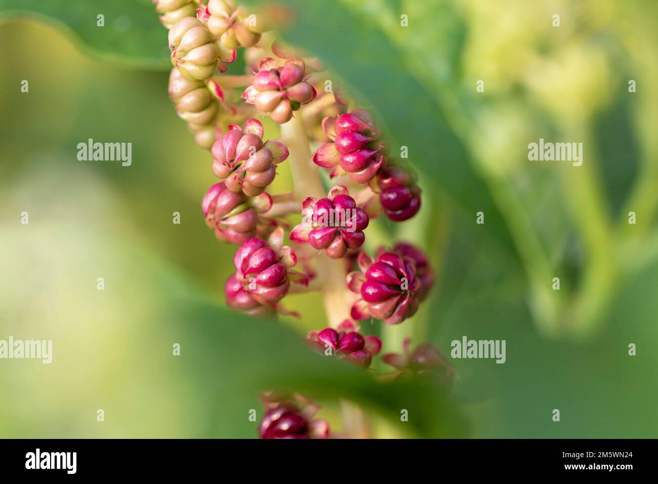 A selective focus closeup of pokeweed, phytolacca Americana poisonous ...