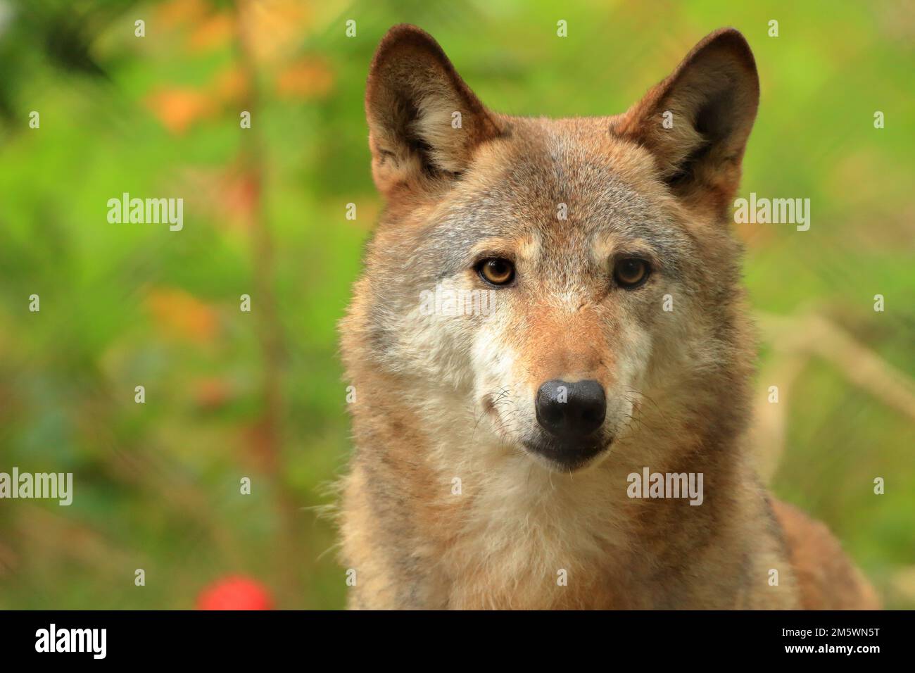 Mongolian wolf hi-res stock photography and images - Alamy