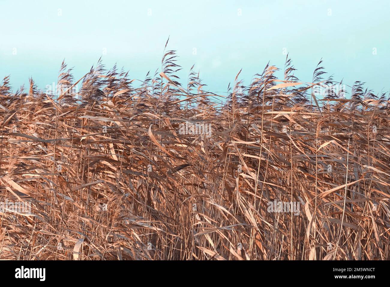 Dry sedge grass in the wind. Pastel neutral colors. Earth tones ...