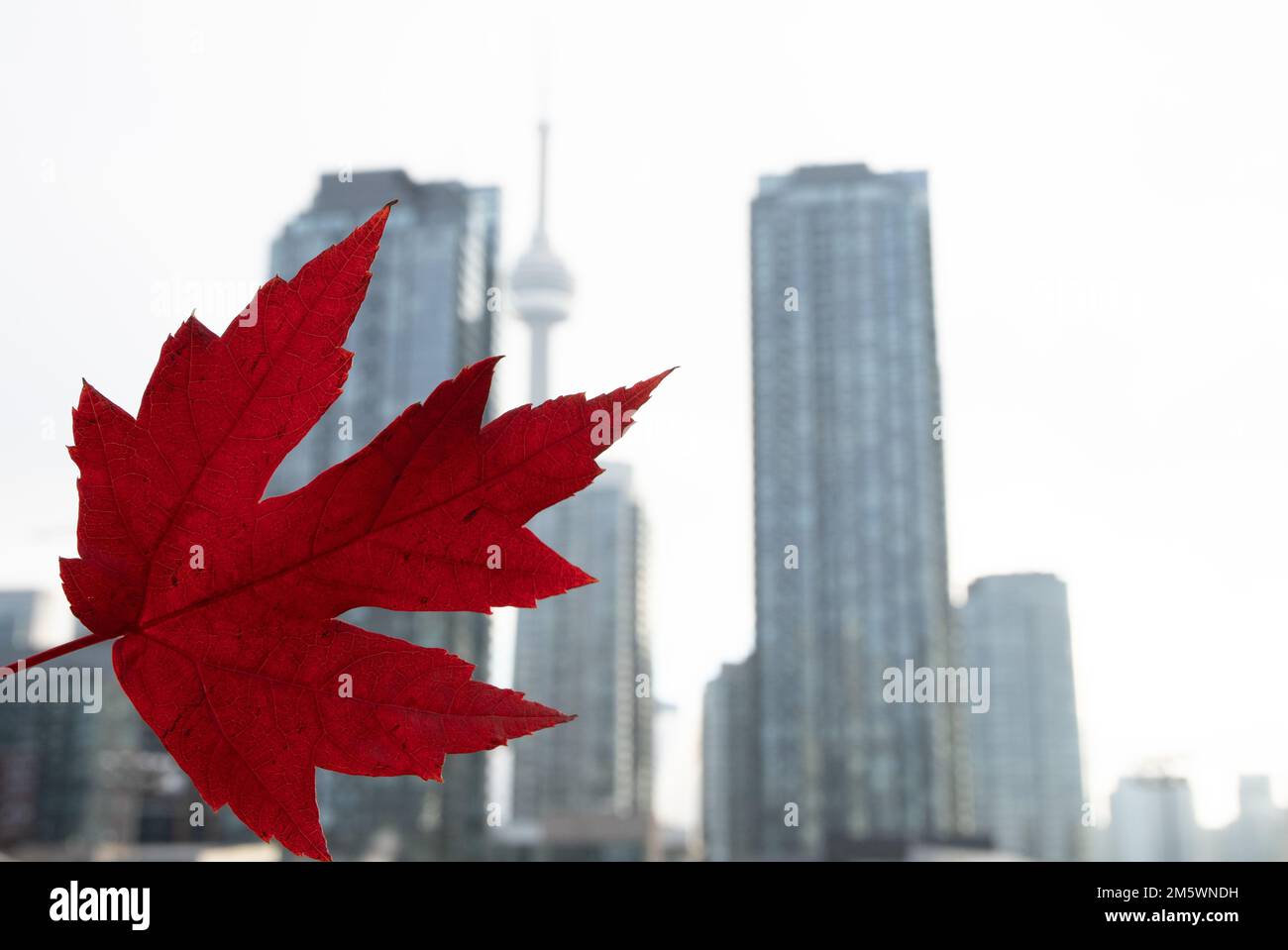 Toronto maple leaf hi-res stock photography and images - Alamy