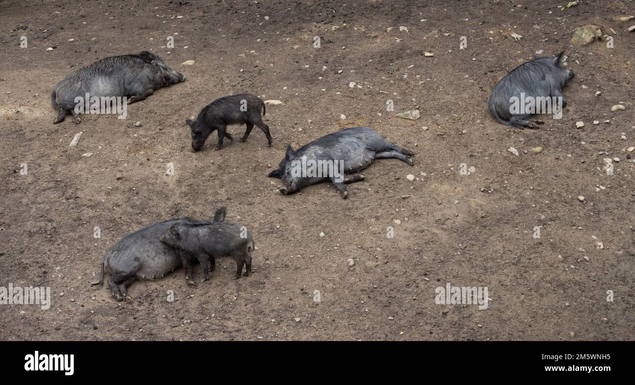 A herd of wild boars is resting in the mud. Family forest animal mammal ...