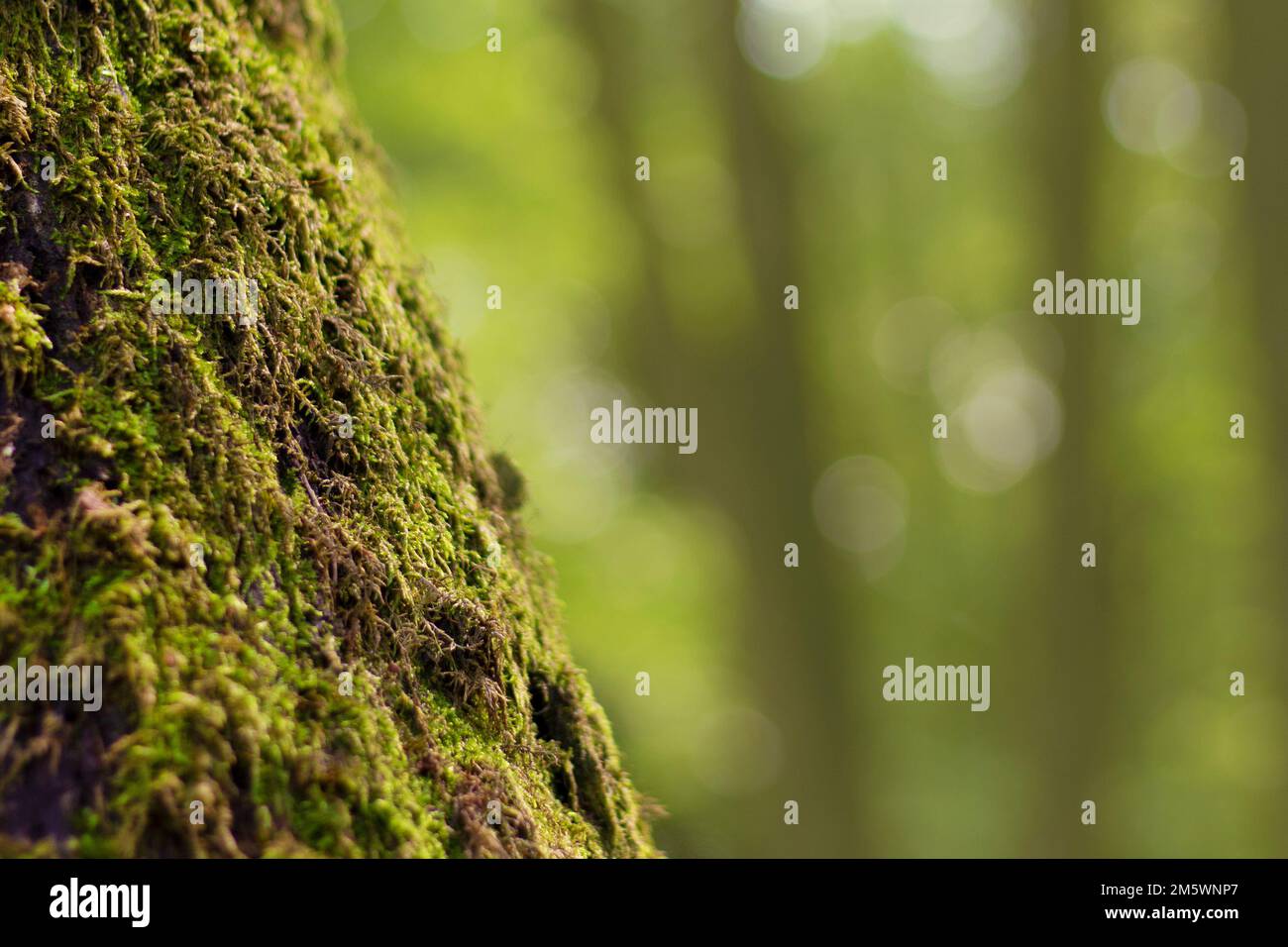 Green moss on a tree trunk in the forest. The beauty of the wild. Close ...