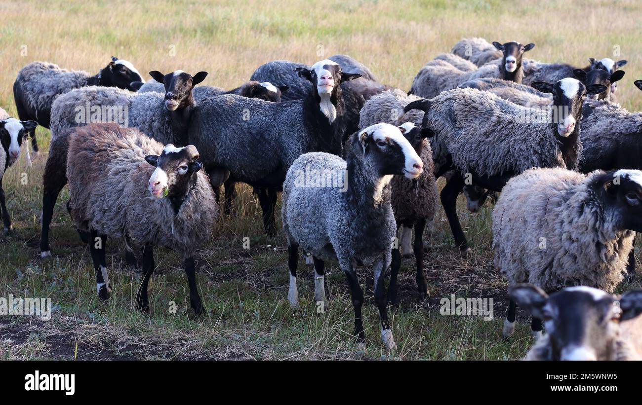 Herd of village sheep. Domestic rural animals. Hoofed mammal. Cute face ...
