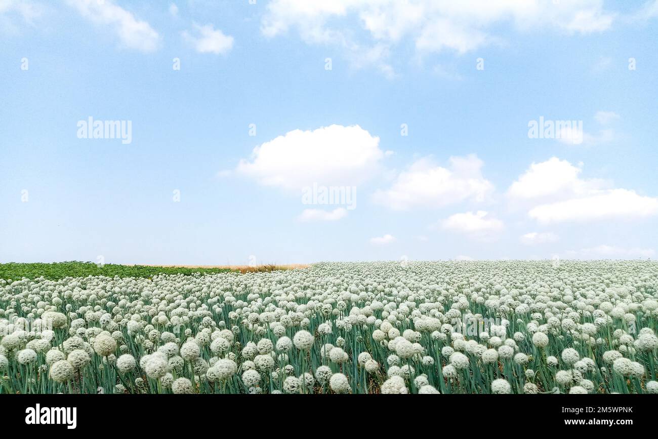 onion field agriculture onion flowers growth period nature background ...