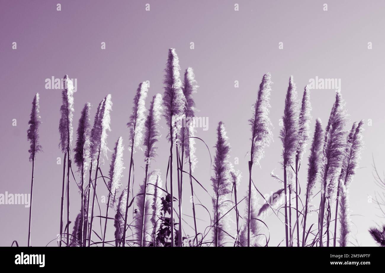 reed plant purple color close-up background Stock Photo - Alamy