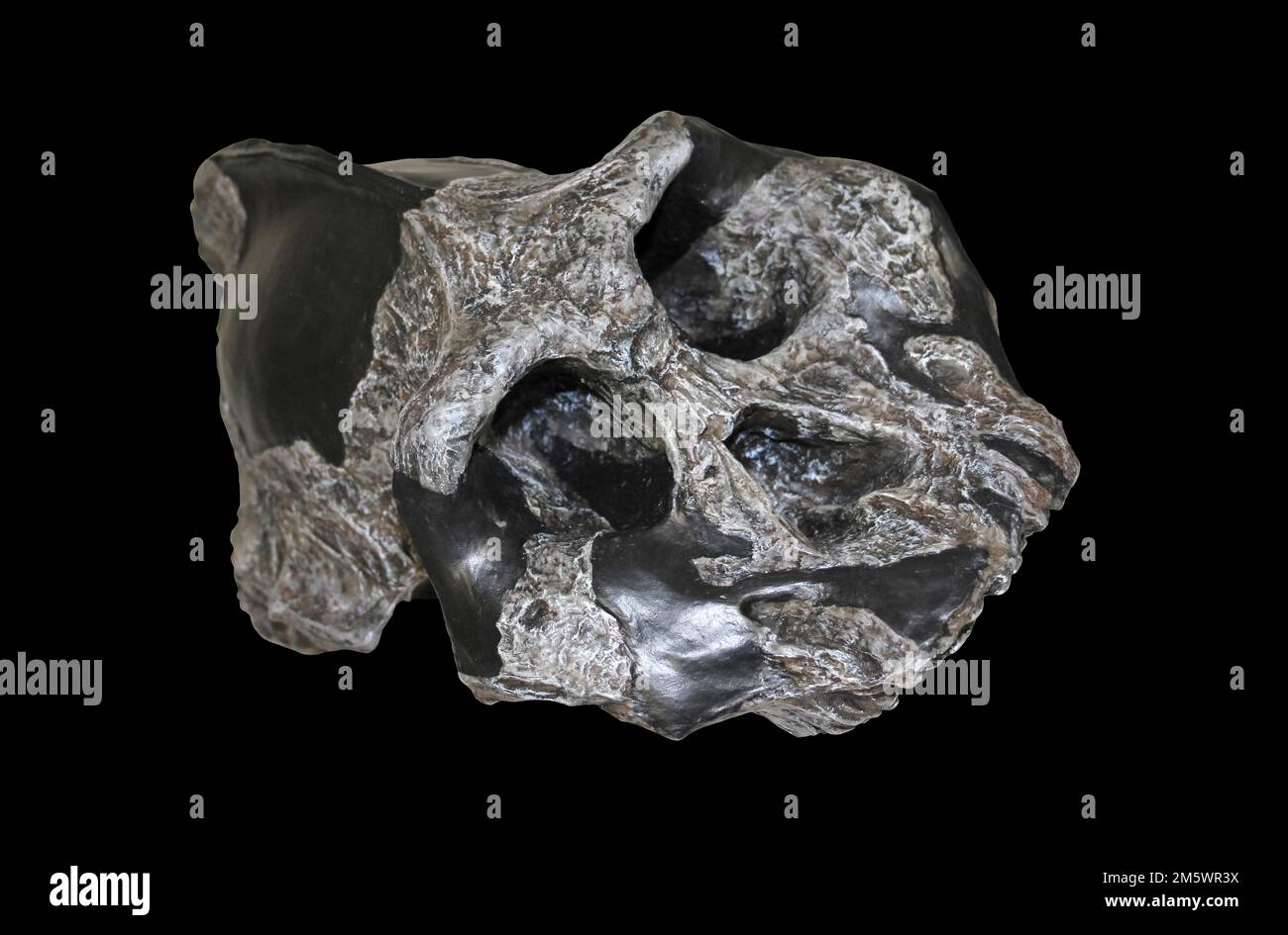 Australopithecus aethiopicus hi-res stock photography and images - Alamy