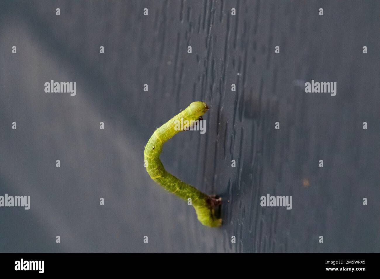 A closeup of a fall cankerworm in an early development stage on a black ...