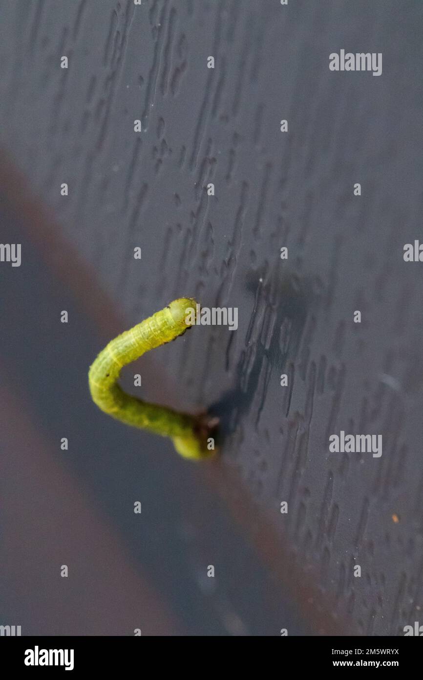 A vertical closeup of a fall cankerworm in an early development stage ...