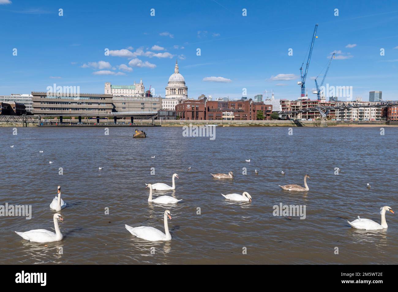 A flock of mute swans on the river Thames by Bankside Beach with ...