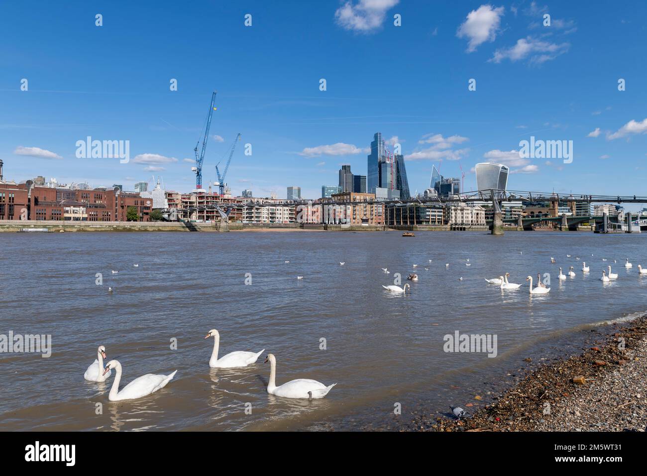 A flock of mute swans on the river Thames by Bankside Beach with ...