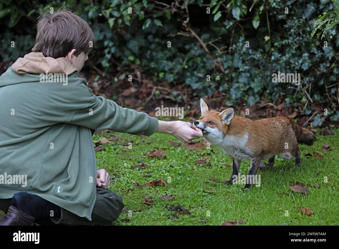 Boy feeding Fox (Vulpes vulpes) by hand Reigate Surrey UK GB December ...