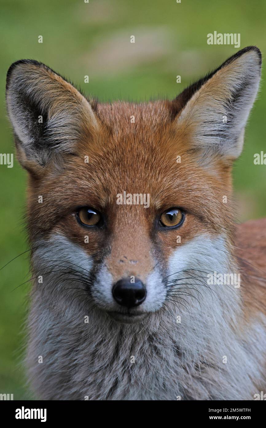Fox (Vulpes vulpes) Reigate Surrey UK GB December 2022 Stock Photo - Alamy