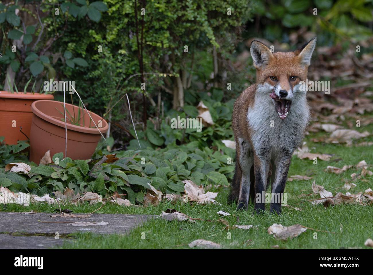 Fox (Vulpes vulpes) licking chops Reigate Surrey UK GB December 2022 ...