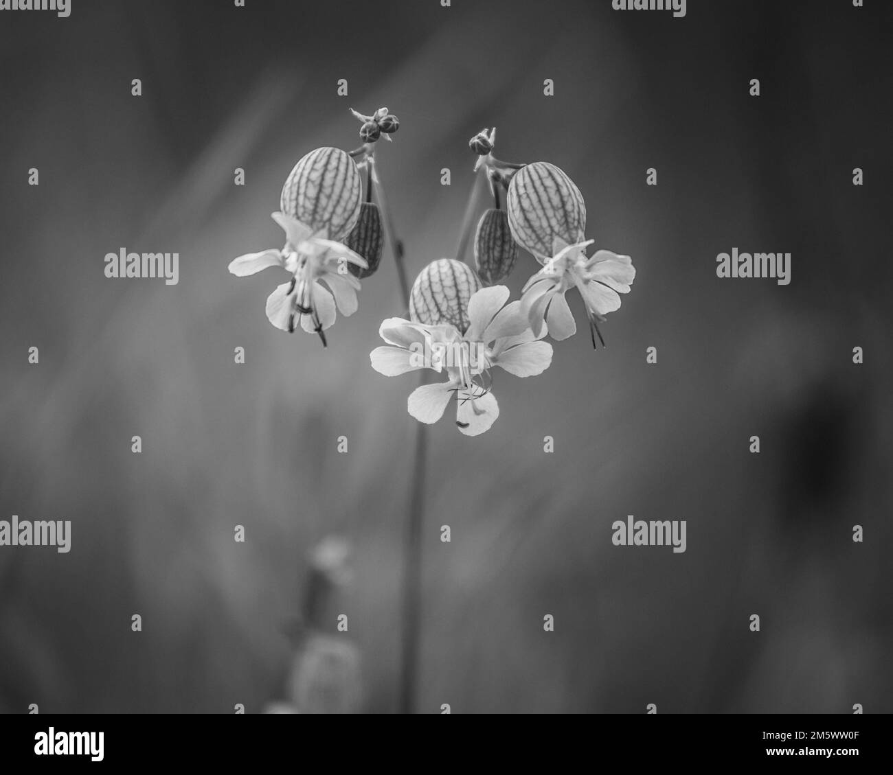 The bladder campion flower in the field, close-up, grayscale Stock ...