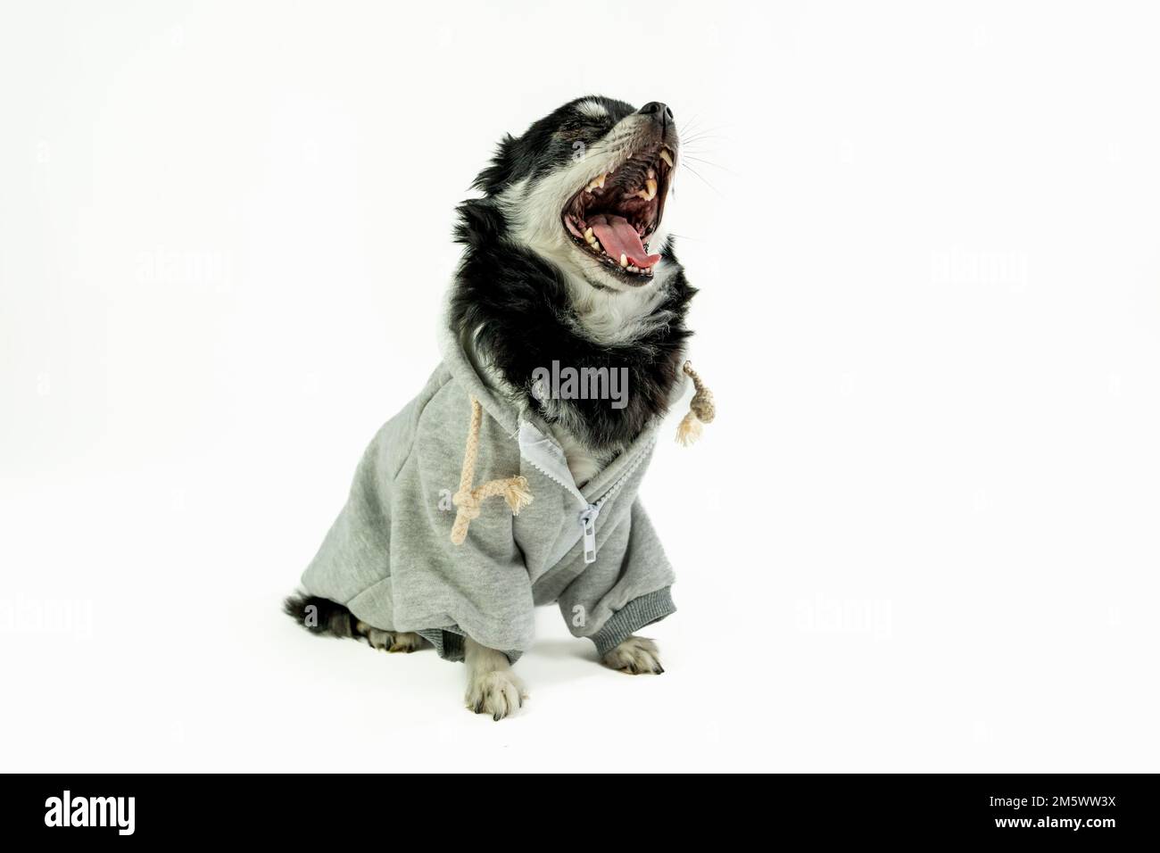 Why Are Dog Baby Teeth So Sharp