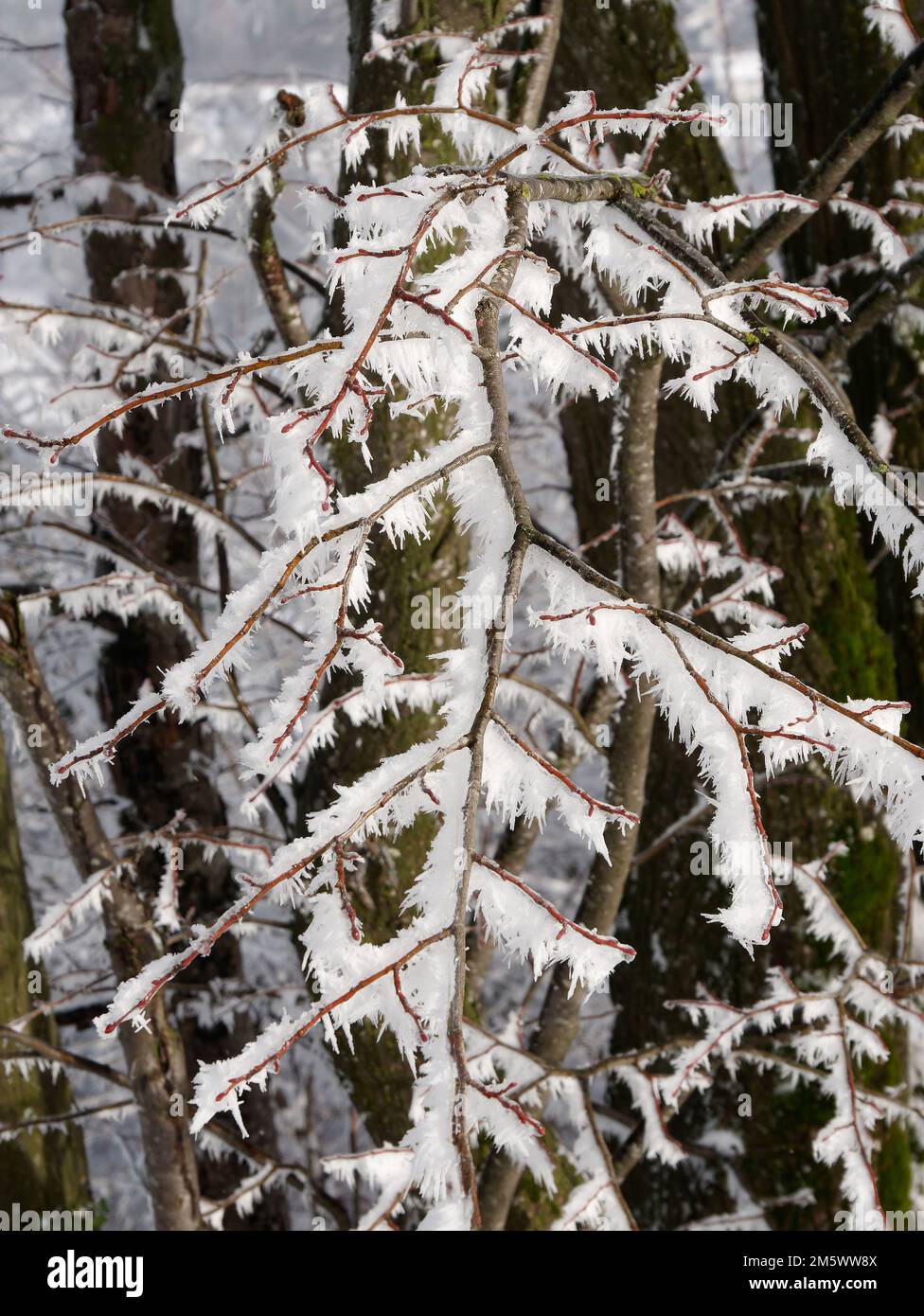 Ice crystals on a tree branch Stock Photo - Alamy