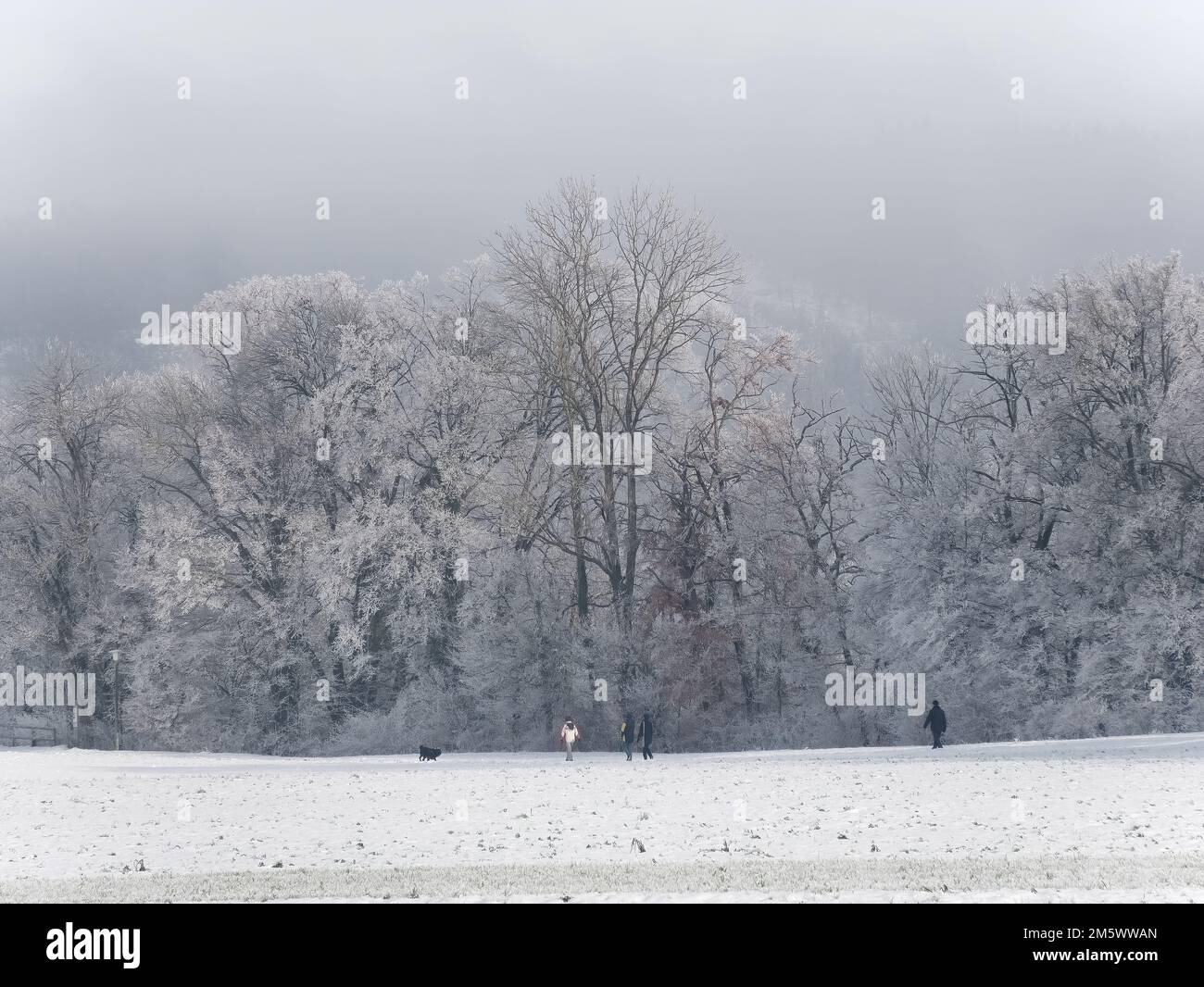 Beautiful view in snowy forest hi-res stock photography and images - Alamy