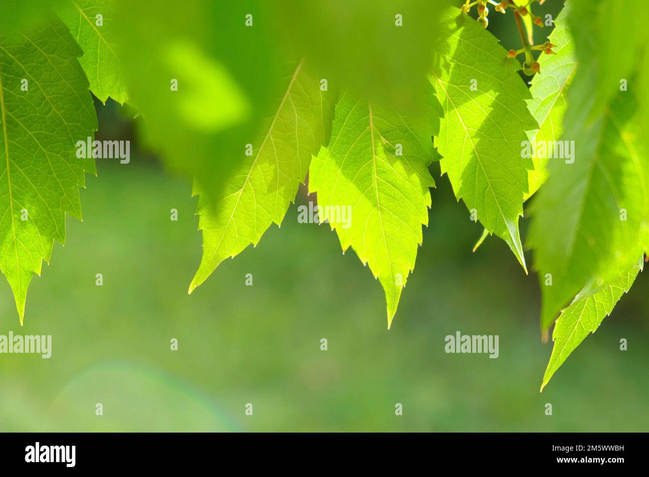 Fresh green leaves on a tree sway in the wind. Green background of ...