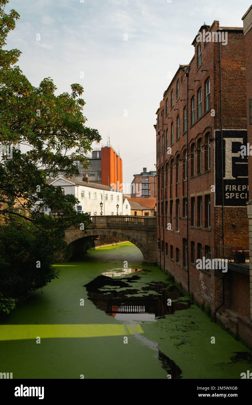 Algae river hi-res stock photography and images - Alamy