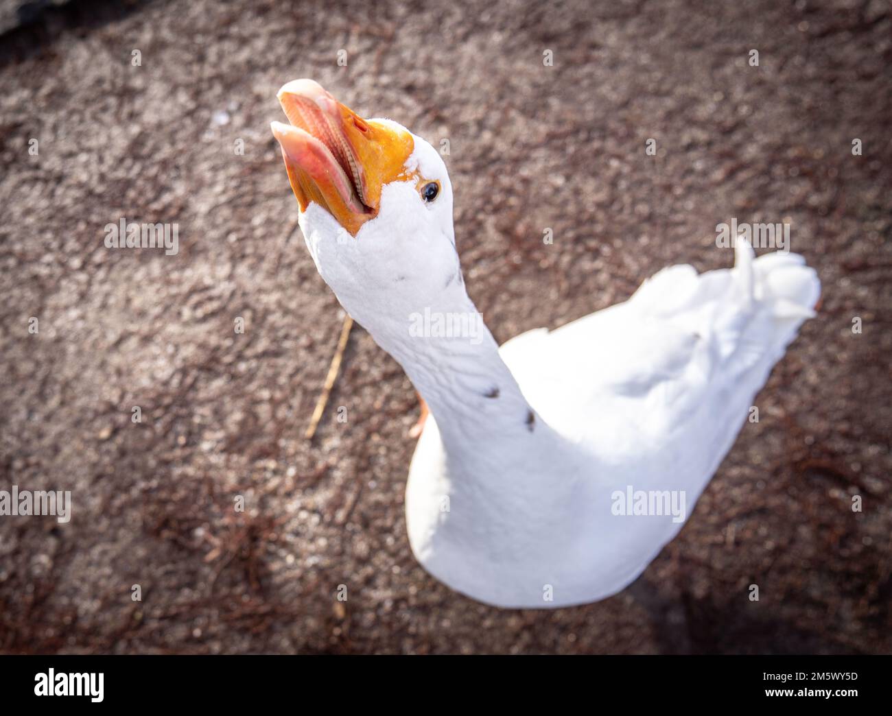 31 December 2022, Hessen, Bad Homburg: A white goose stretches its long ...