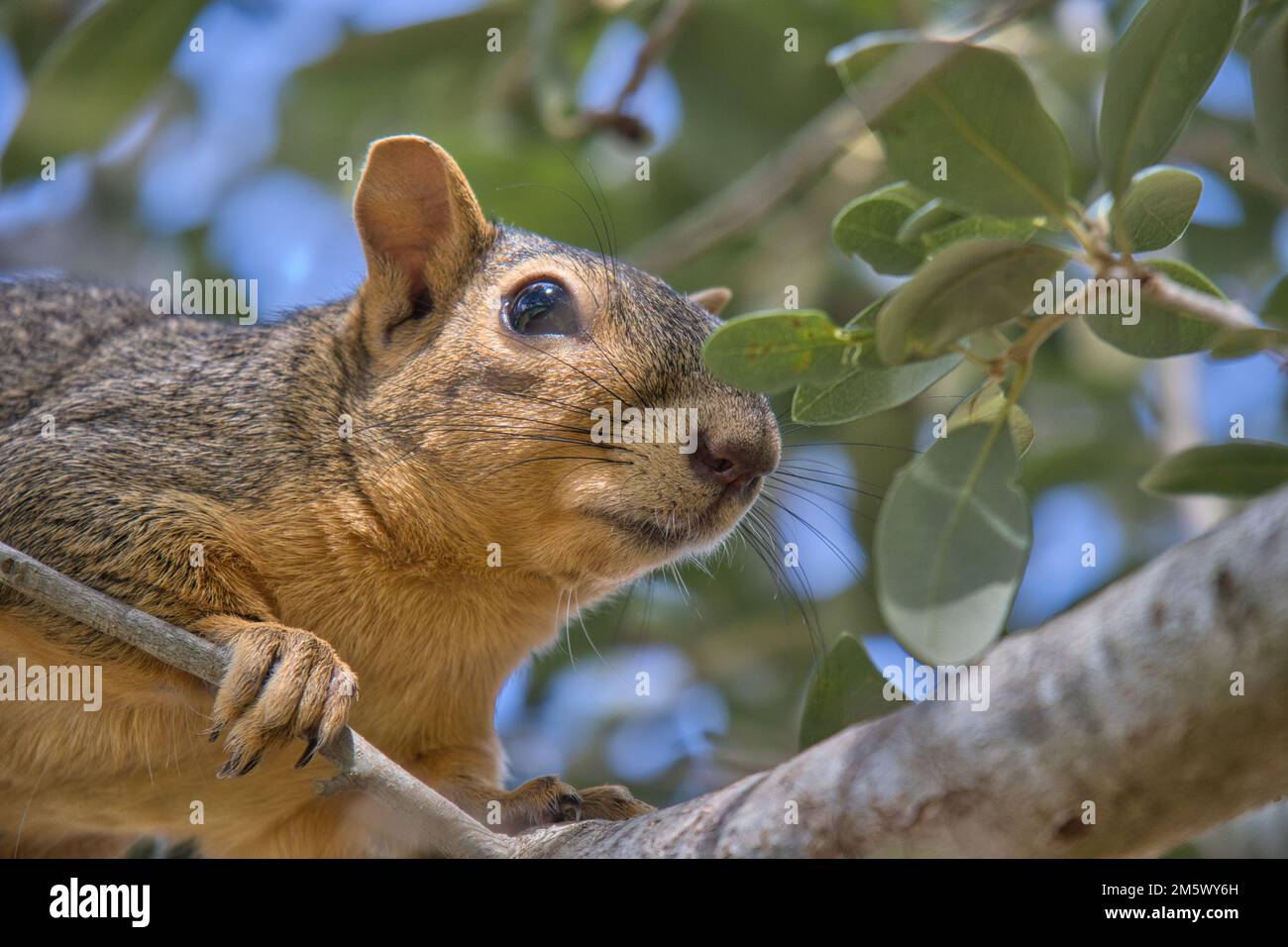 Brown Squirrel in tree Stock Photo - Alamy