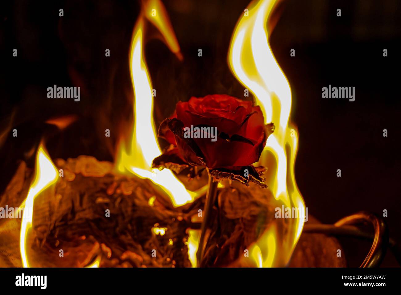 The red rose bulb burns slowly before the fire flames Stock Photo - Alamy