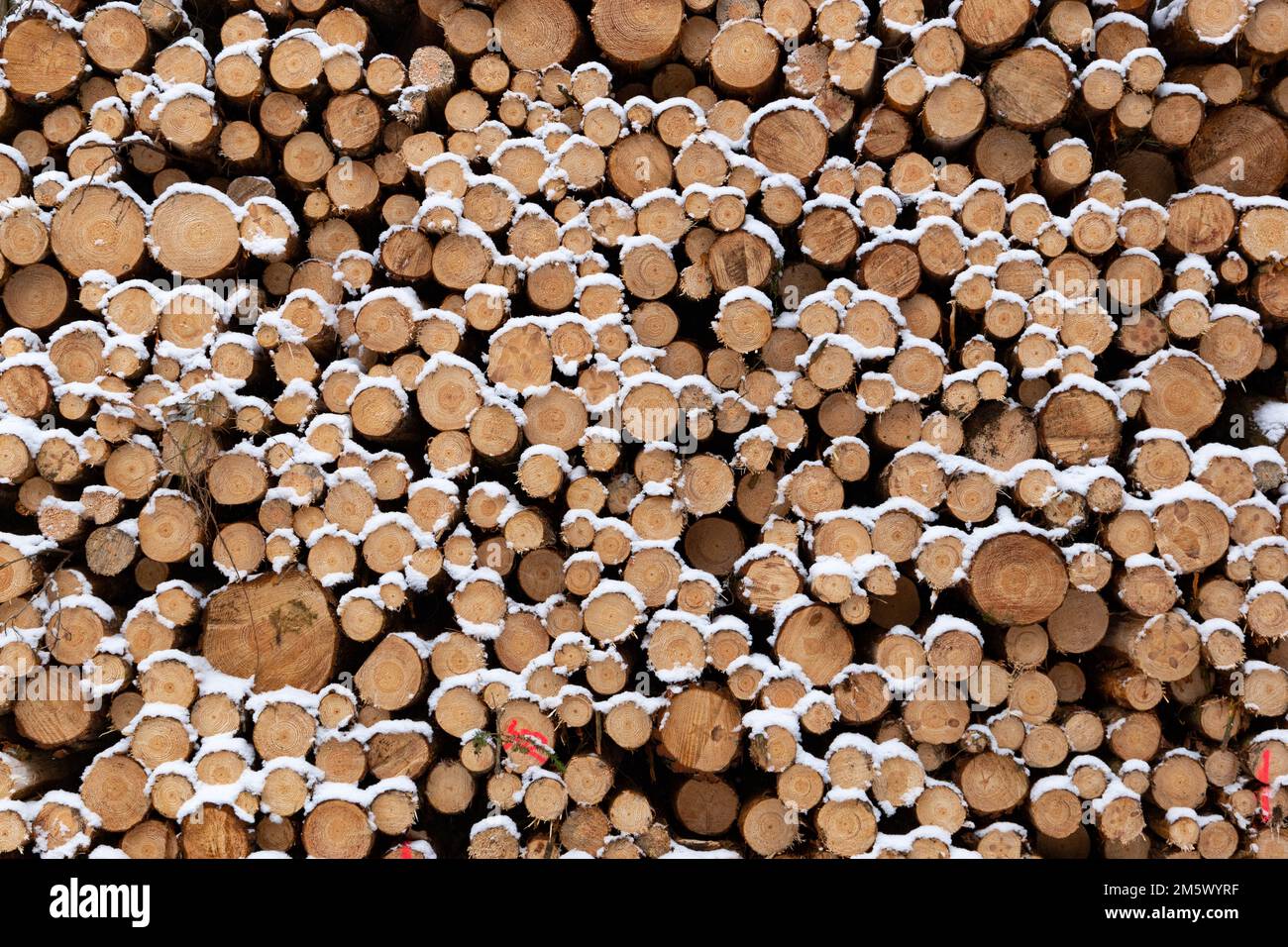 Logging stack in the forest during the winter Stock Photo - Alamy Logging stack in the forest during the winter Stock Photo - Alamy