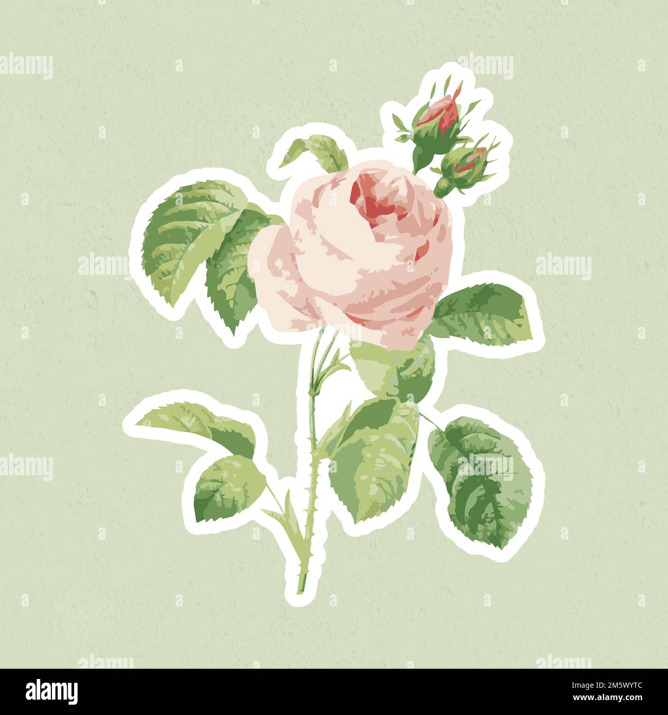 Vectorized cabbage rose flower sticker with white border Stock Vector ...