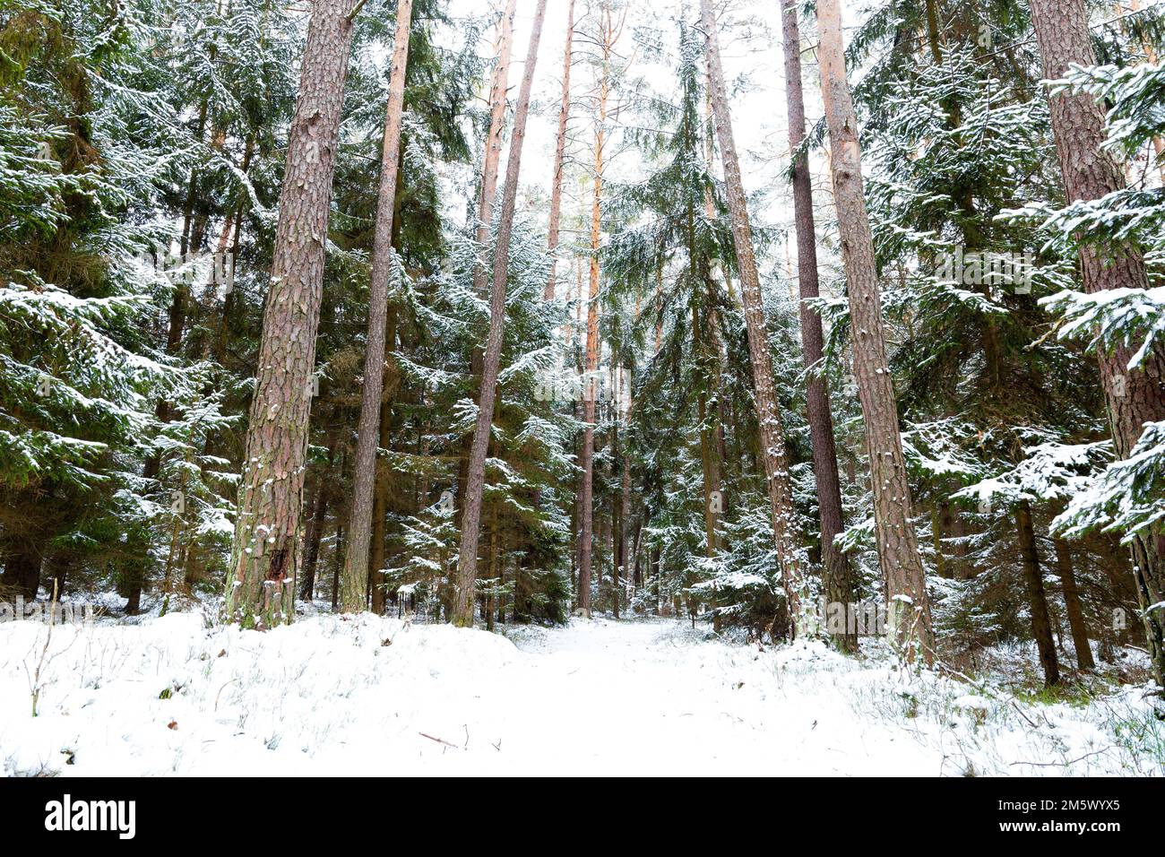 Winter forest after snowfall. Winter in Europe Stock Photo - Alamy