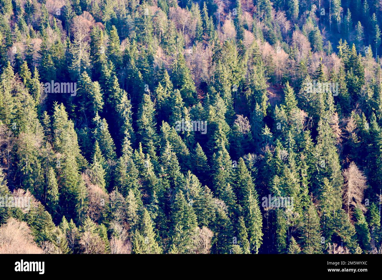 Alpine forest below Villars sur Ollon (Switzerland) without snow in ...