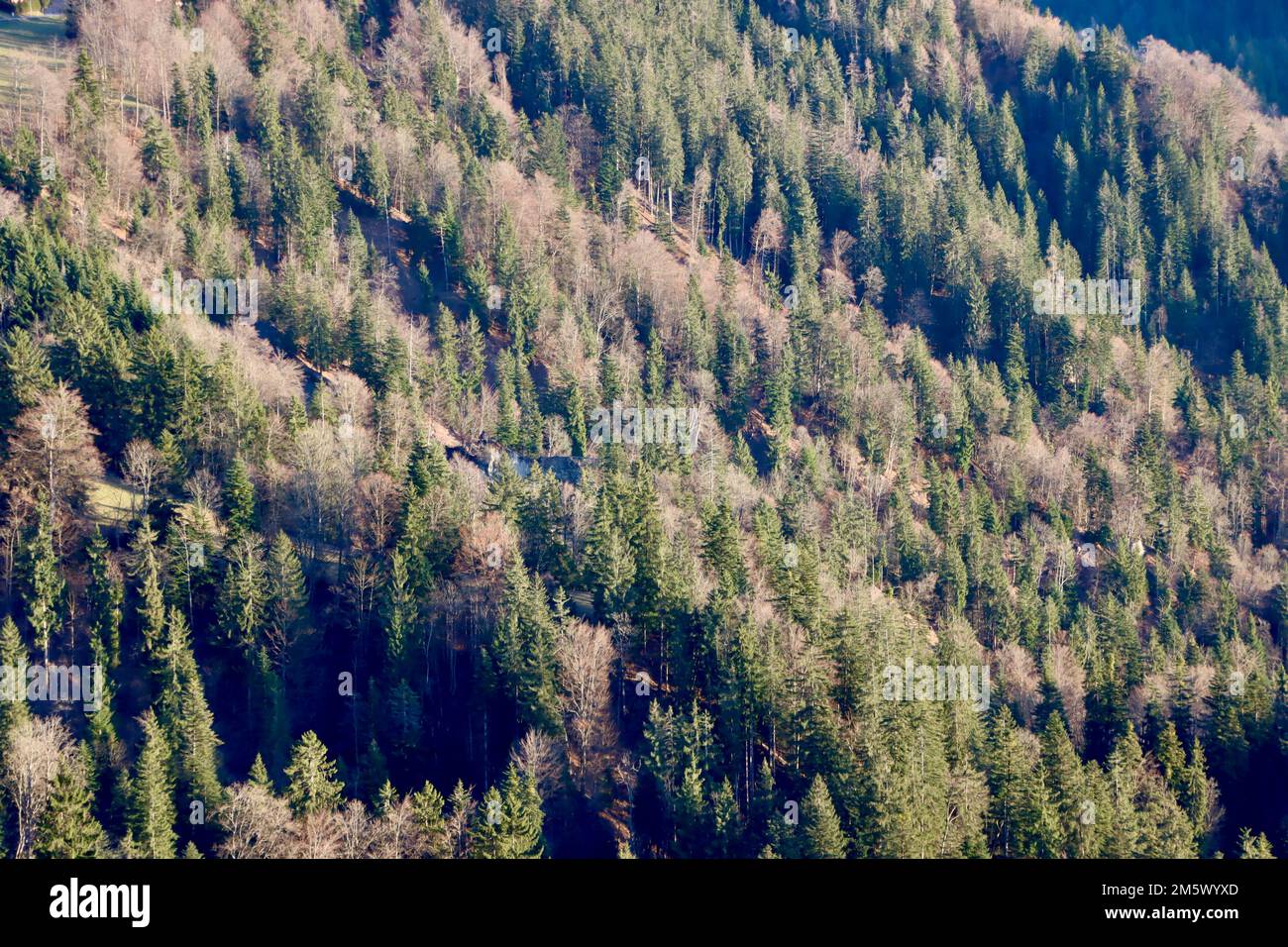 Alpine forest below Villars sur Ollon (Switzerland) without snow in ...